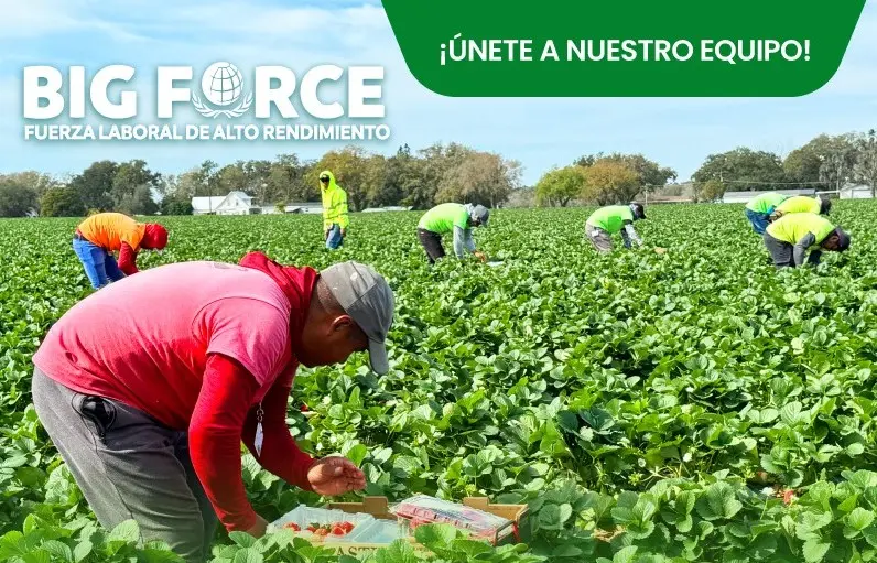 La empresa Big Force no aparece en lista de empresas registradas de la ...