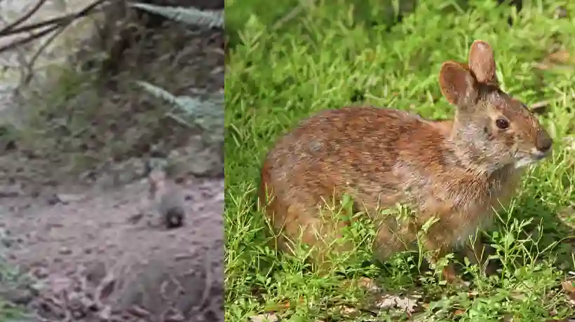 Redescubren en Guerrero al conejo de Omiltemi, se creía extinta desde ...
