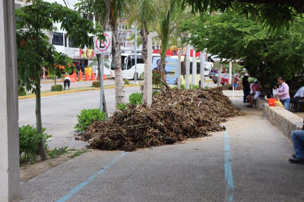 Retiran más de 100 toneladas de lirio acuático de playas en Acapulco ...